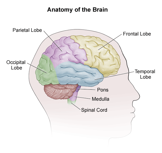 Anatomy Of The Skull Base Stanford Medicine Children s Health